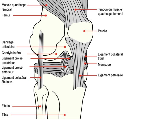 Genou : c'est quoi la patella ? - u-Trail